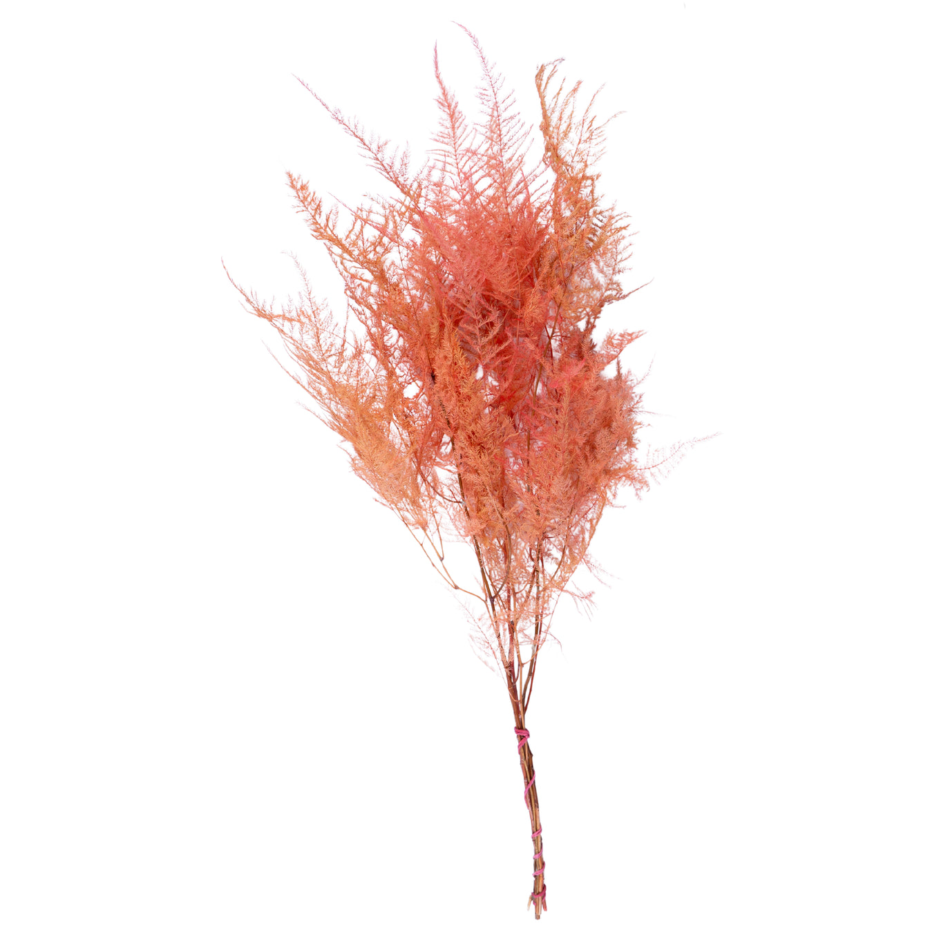 Plumosus Preservado – SIEMPRE VERDE